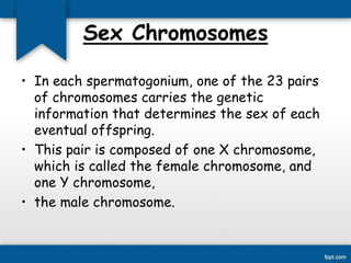 Male reproductive physiology | PPT