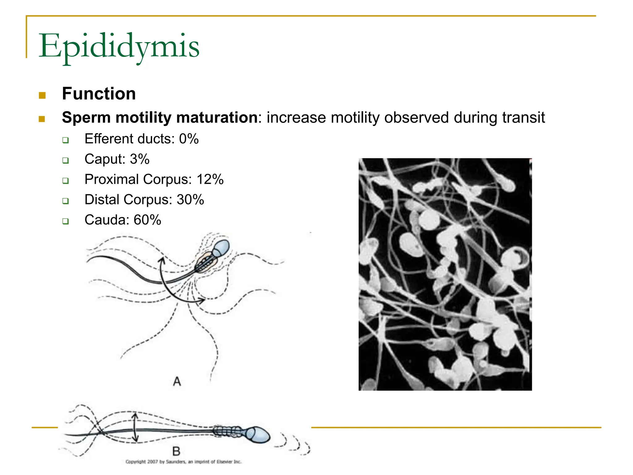 Male Reproductive Physiology system .ppt