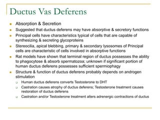 Male Reproductive Physiology system .ppt