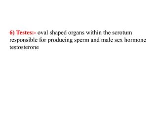 Male reproductive physiology.pptxzgmzkxulcljulluflutulkmc | PPTX