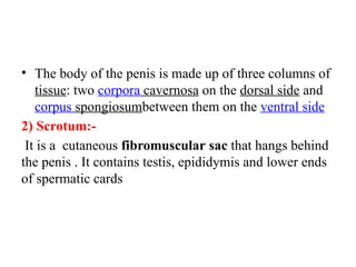 Male reproductive physiology.pptxzgmzkxulcljulluflutulkmc | PPTX