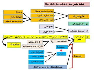 Male Reproductive Physiology Aug. 2017.ppt