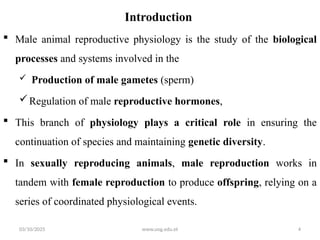 MALE REPRODUCTIVE PHYSIOLOGY up load.pptx