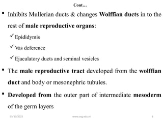 MALE REPRODUCTIVE PHYSIOLOGY up load.pptx