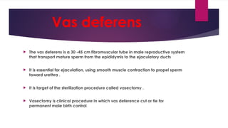 Comprehensive Overview of the Male Reproductive System and Its ...