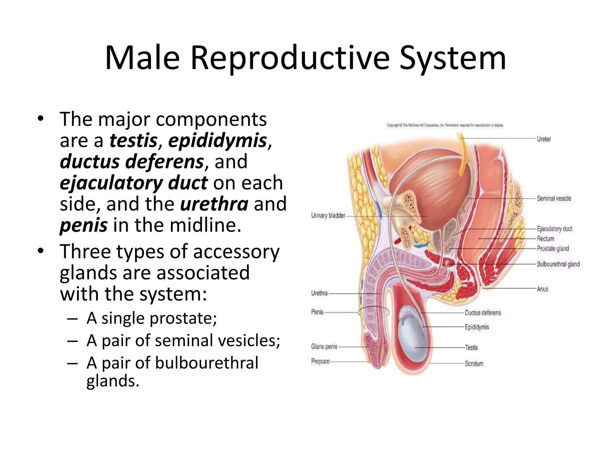 Male reproductive system | PPT