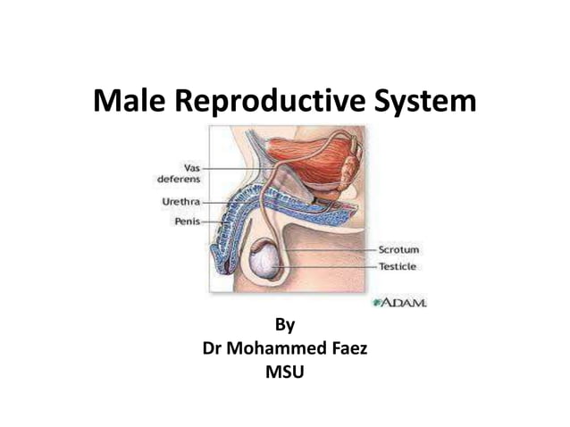 Male reproductive system | PPT