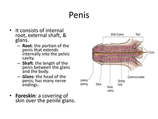 Male reproductive system | PPT