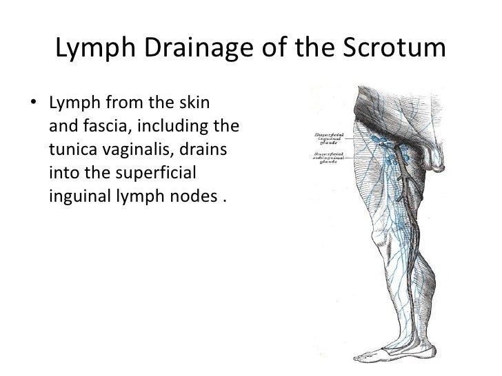 Male Reproductive System