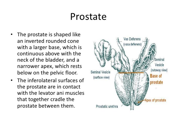 Male reproductive system