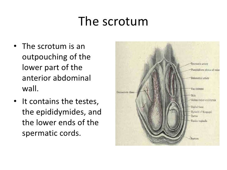Male reproductive system