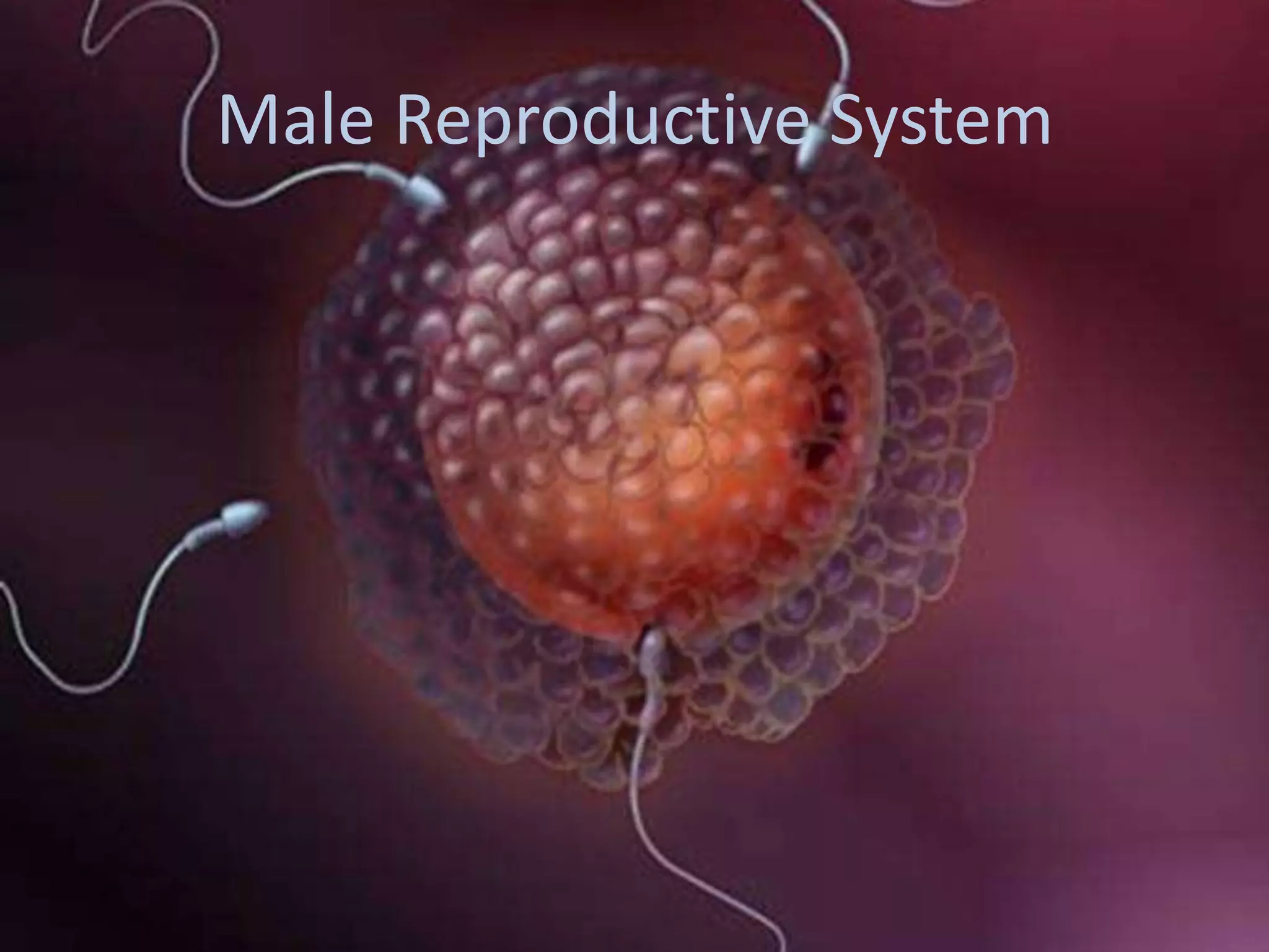 Male reproductive system | PPTX