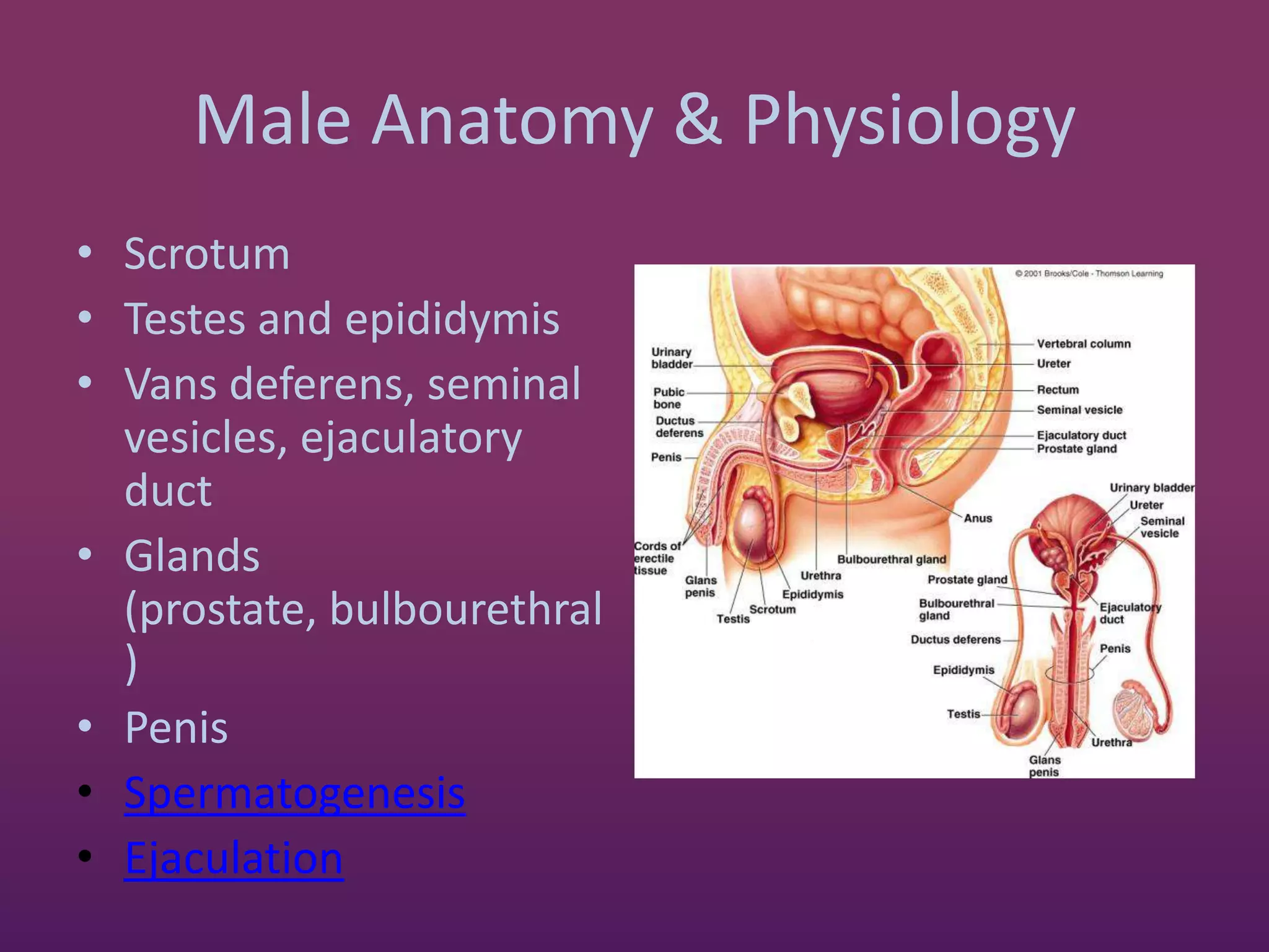 Male reproductive system | PPTX