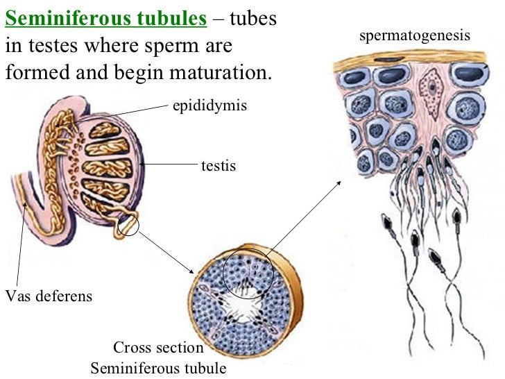 Male reproductive system