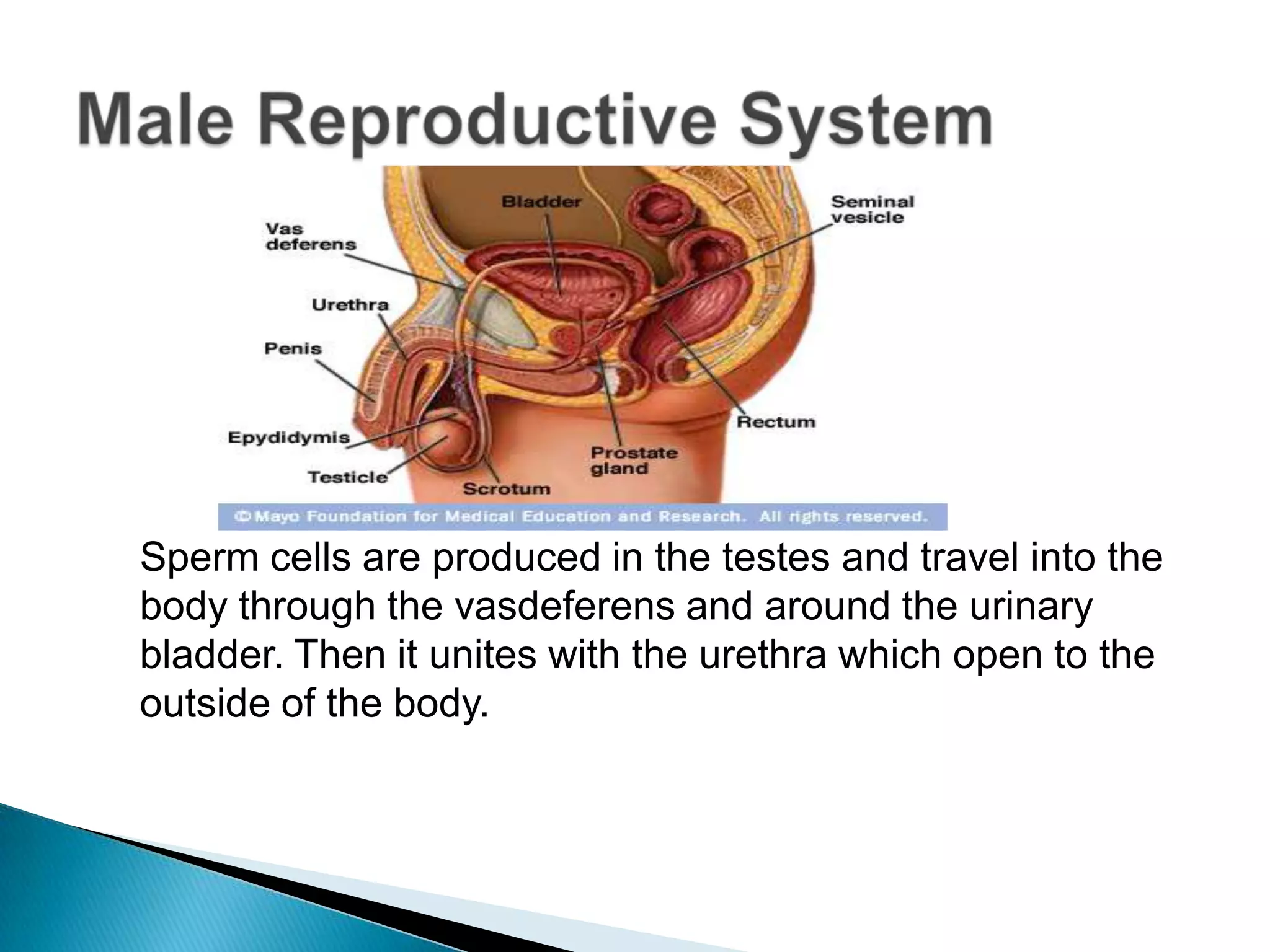 Male reproductive system | PPT