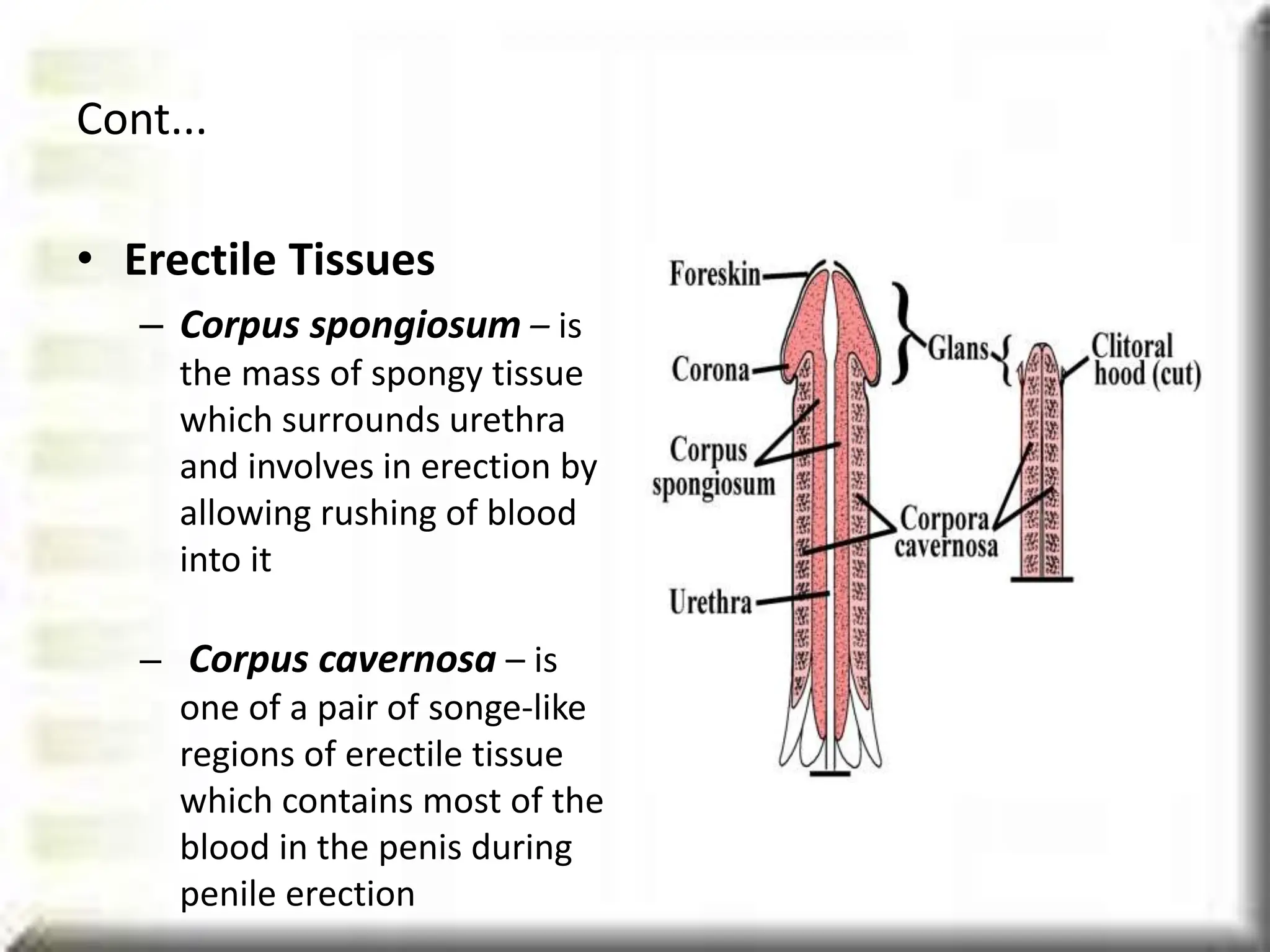 malereproductivesystem-121116191244-phpapp01.pptx