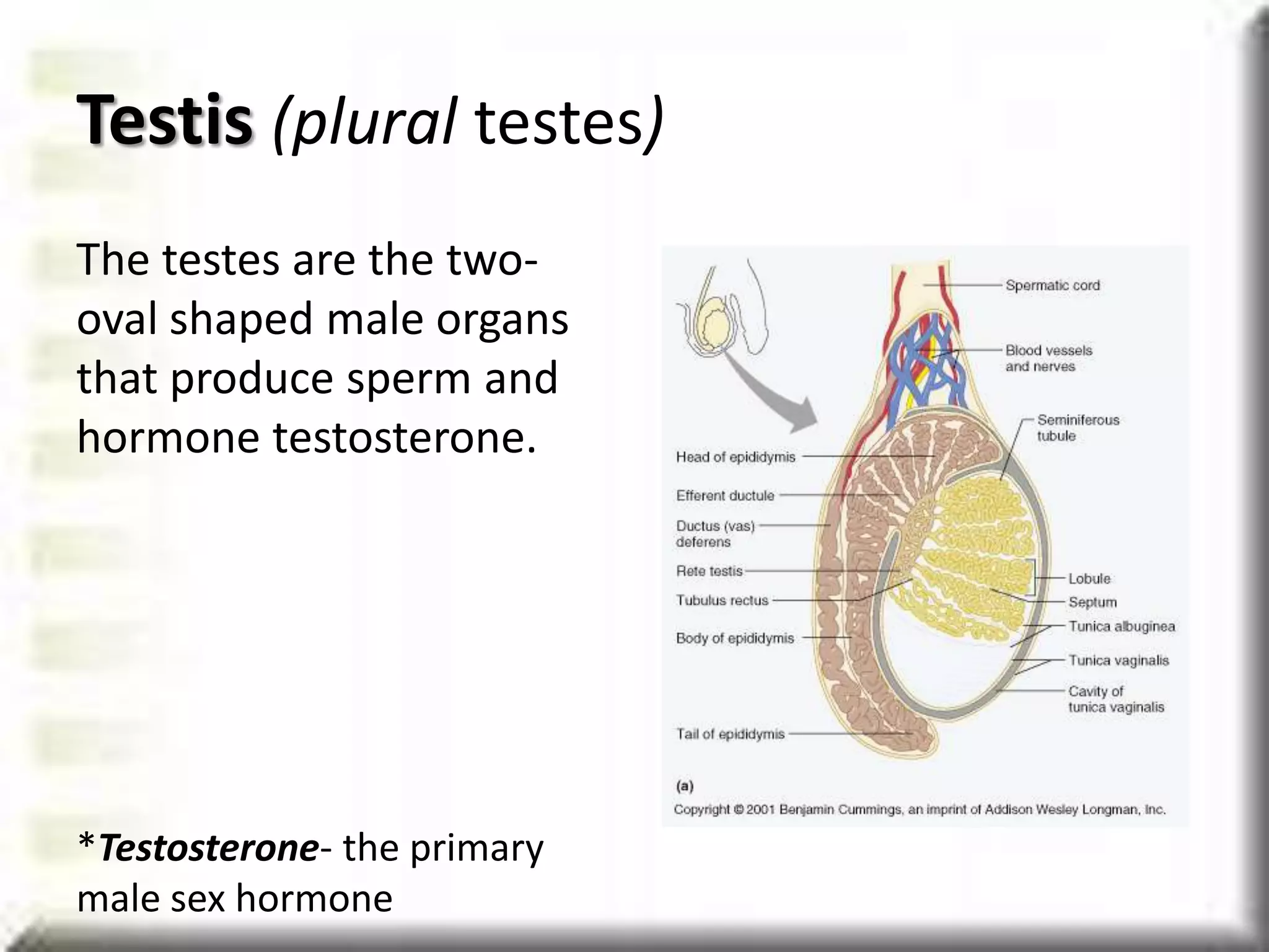Male reproductive system | PPTX
