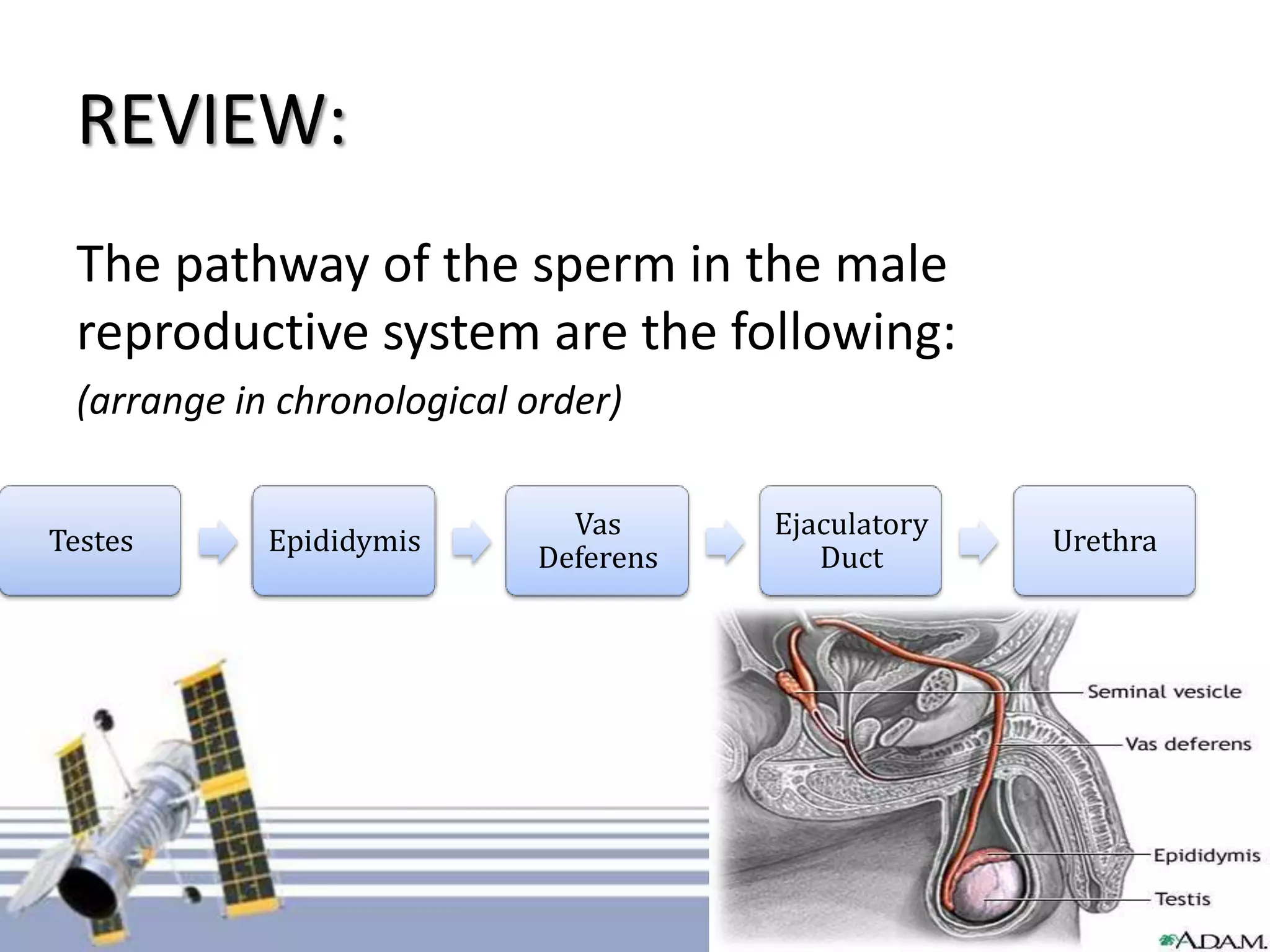 Male reproductive system | PPTX