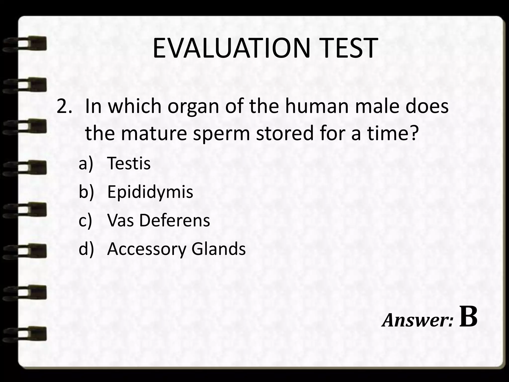 Male reproductive system | PPTX
