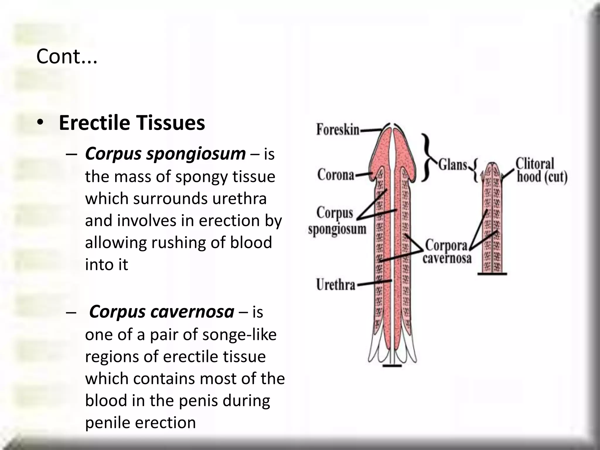 Male reproductive system | PPTX