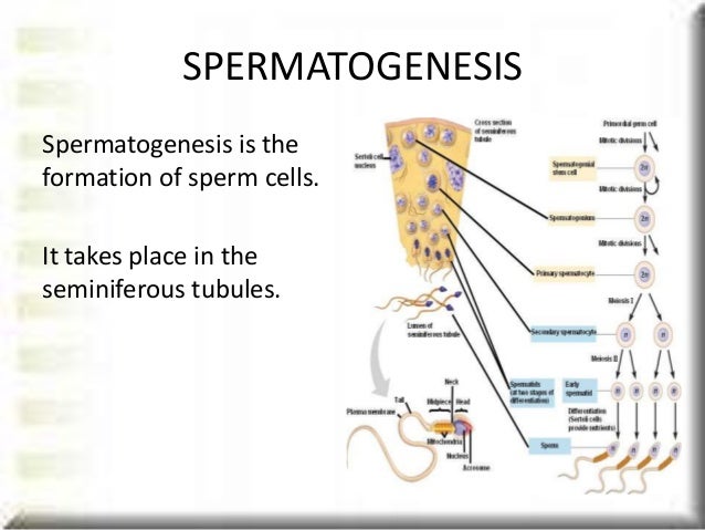 Male reproductive system
