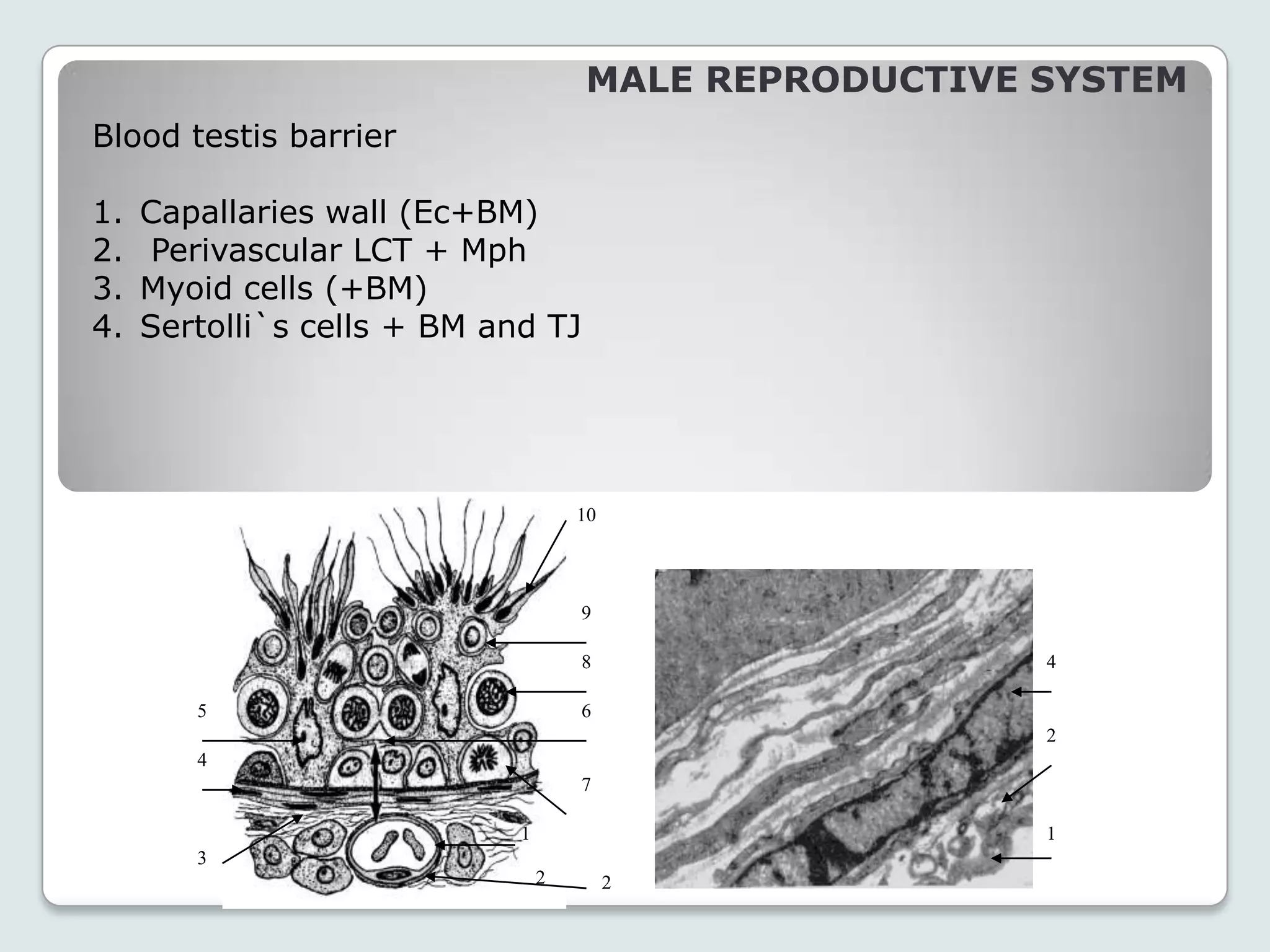 Male reproductive system | PPTX