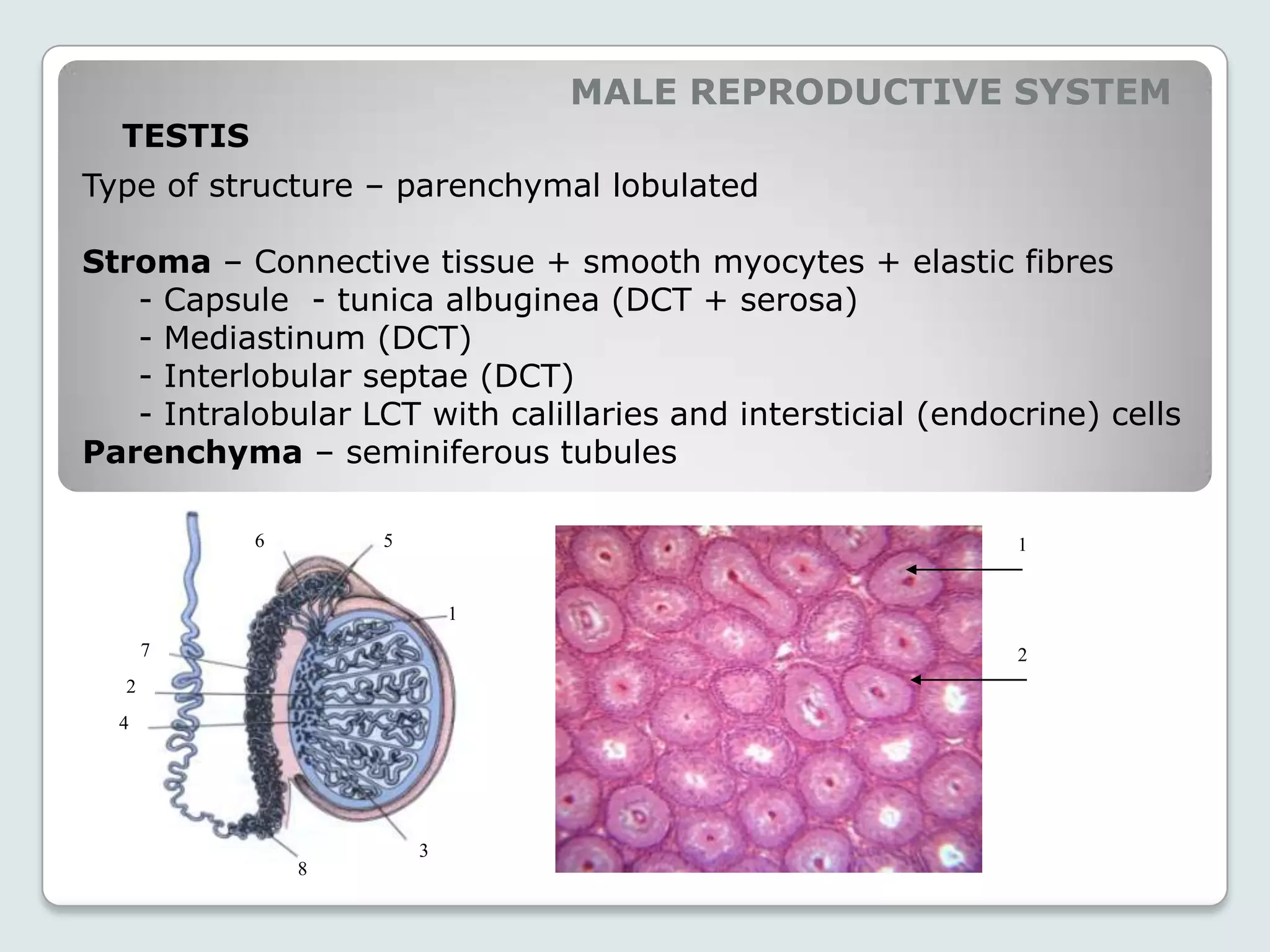 Male reproductive system | PPTX
