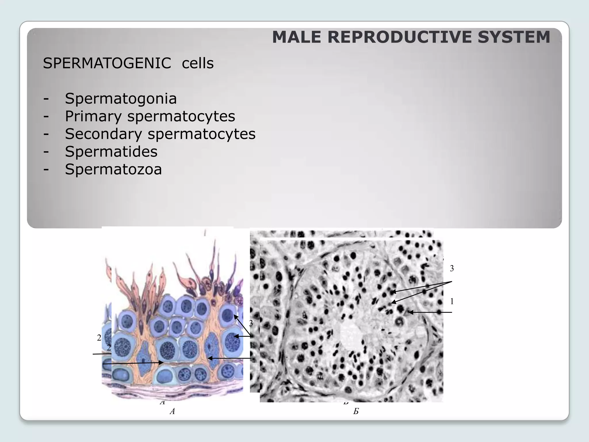 Male reproductive system | PPTX