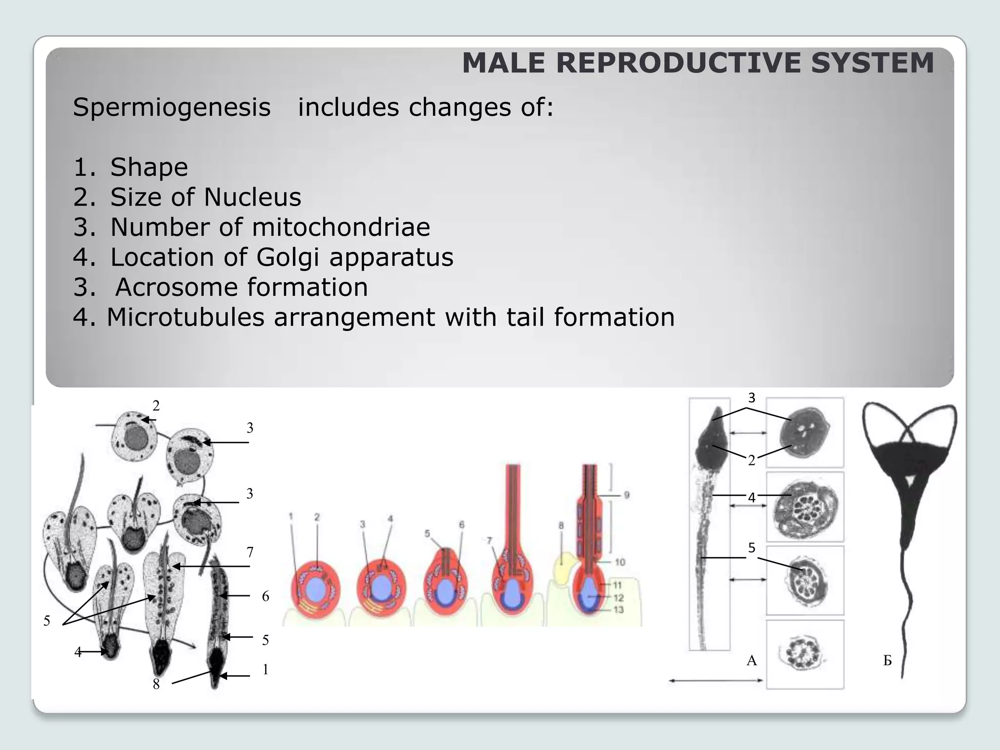 Male reproductive system | PPTX