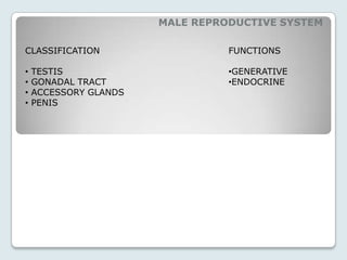 Male reproductive system | PPTX