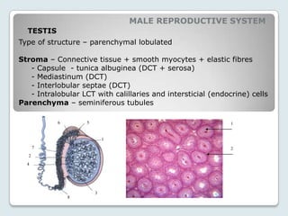 Male reproductive system | PPT