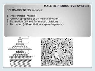 Male reproductive system | PPTX