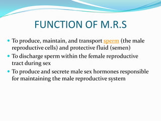 Male reproductive system | PPTX