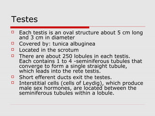 Male reproductive system | PPT