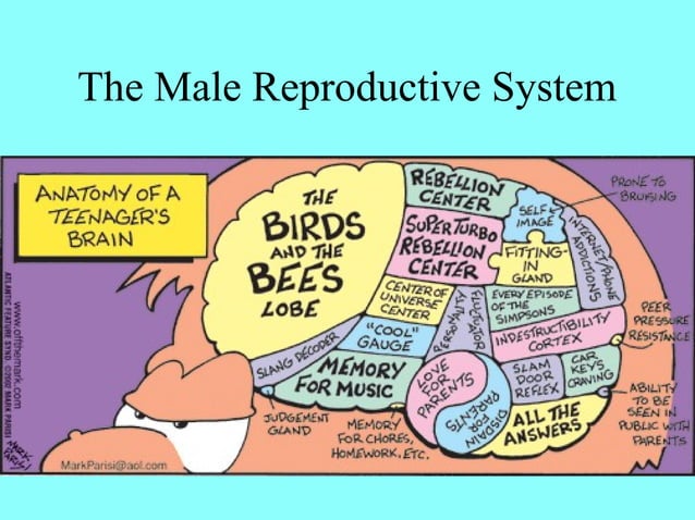 Male reproductive system - MS | PPT