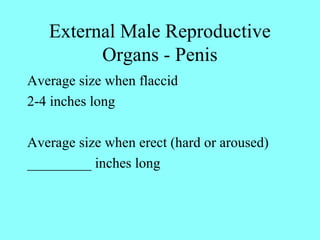 Male reproductive system - MS | PPT