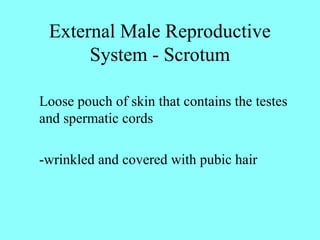 Male reproductive system - MS | PPT