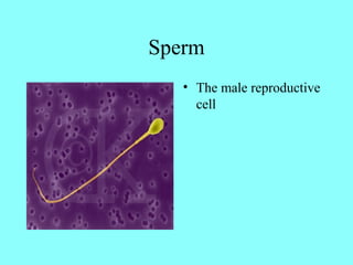 Male reproductive system - MS | PPT