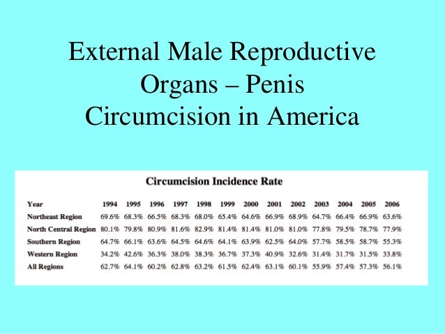 Male reproductive system - MS