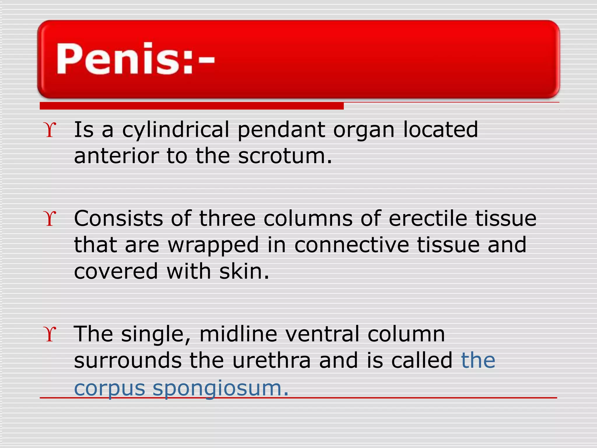 Male reproductive system | PPTX