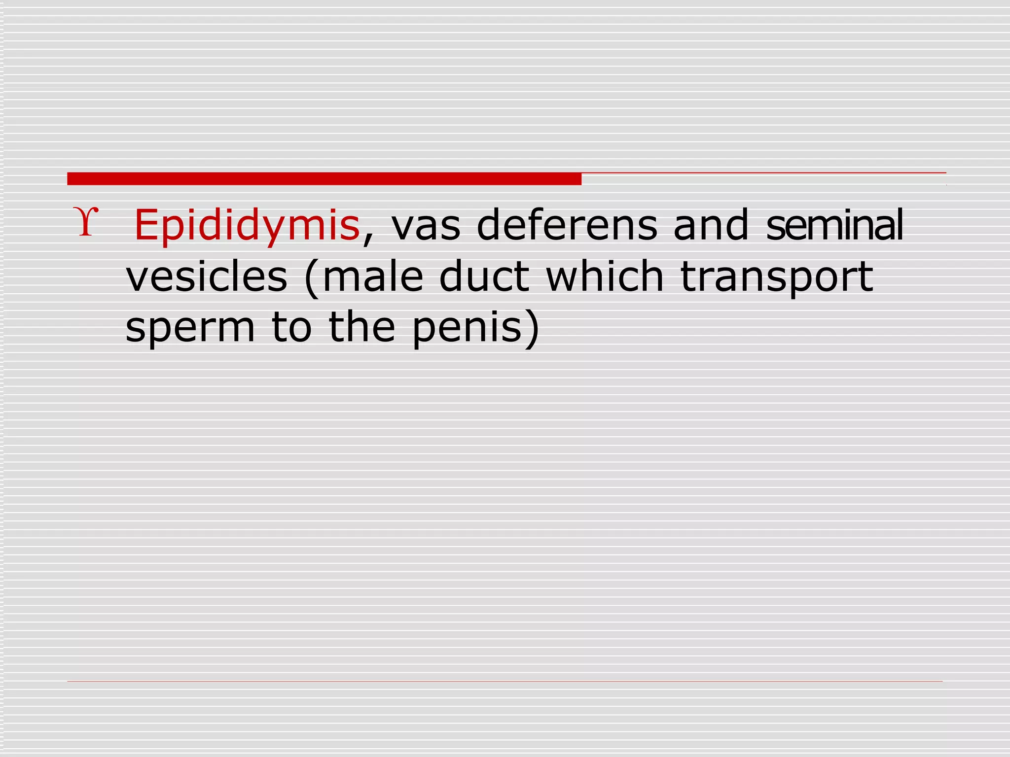 Male reproductive system | PPTX
