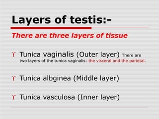 Male reproductive system | PPTX