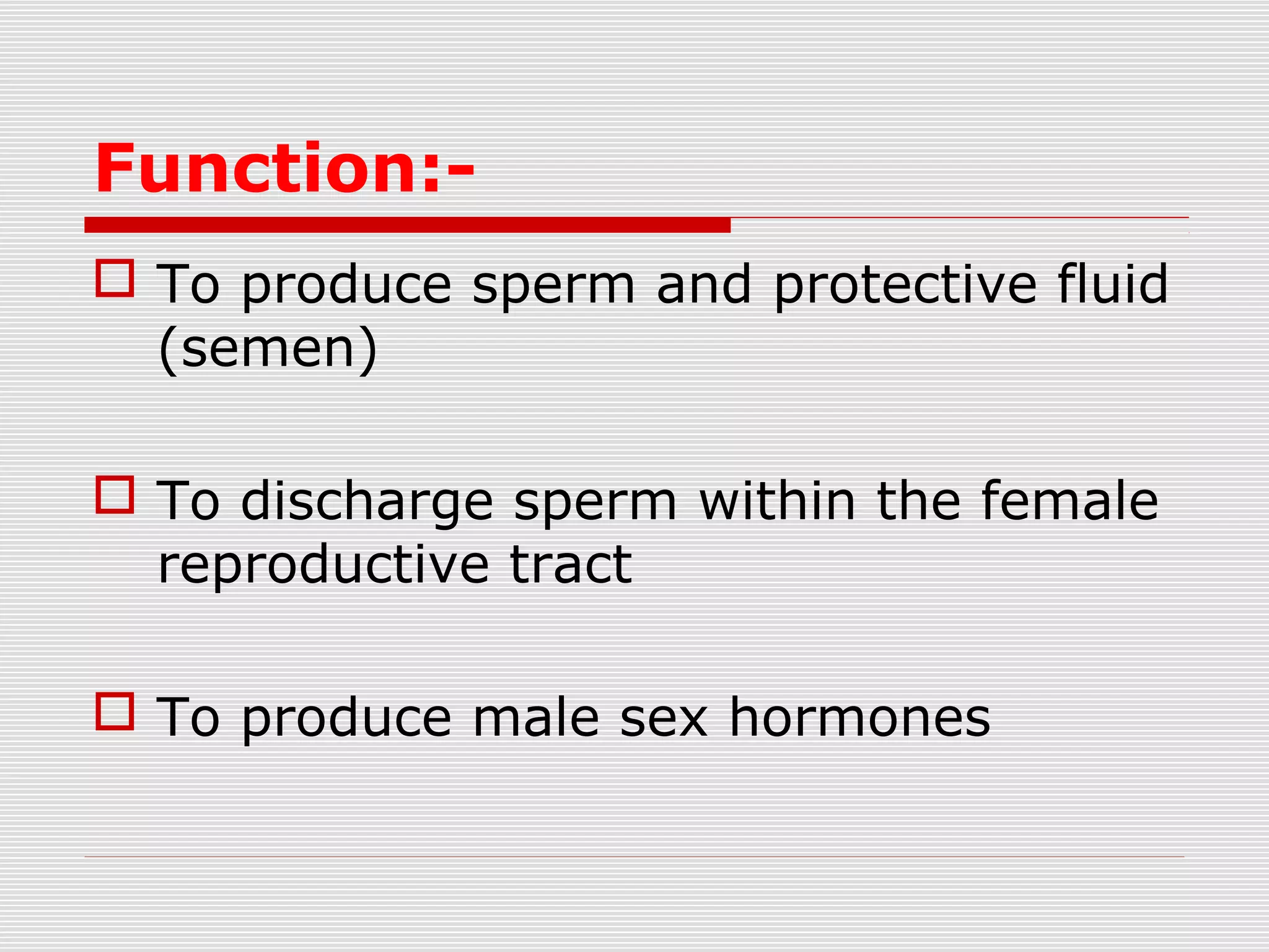 Male reproductive system | PPT