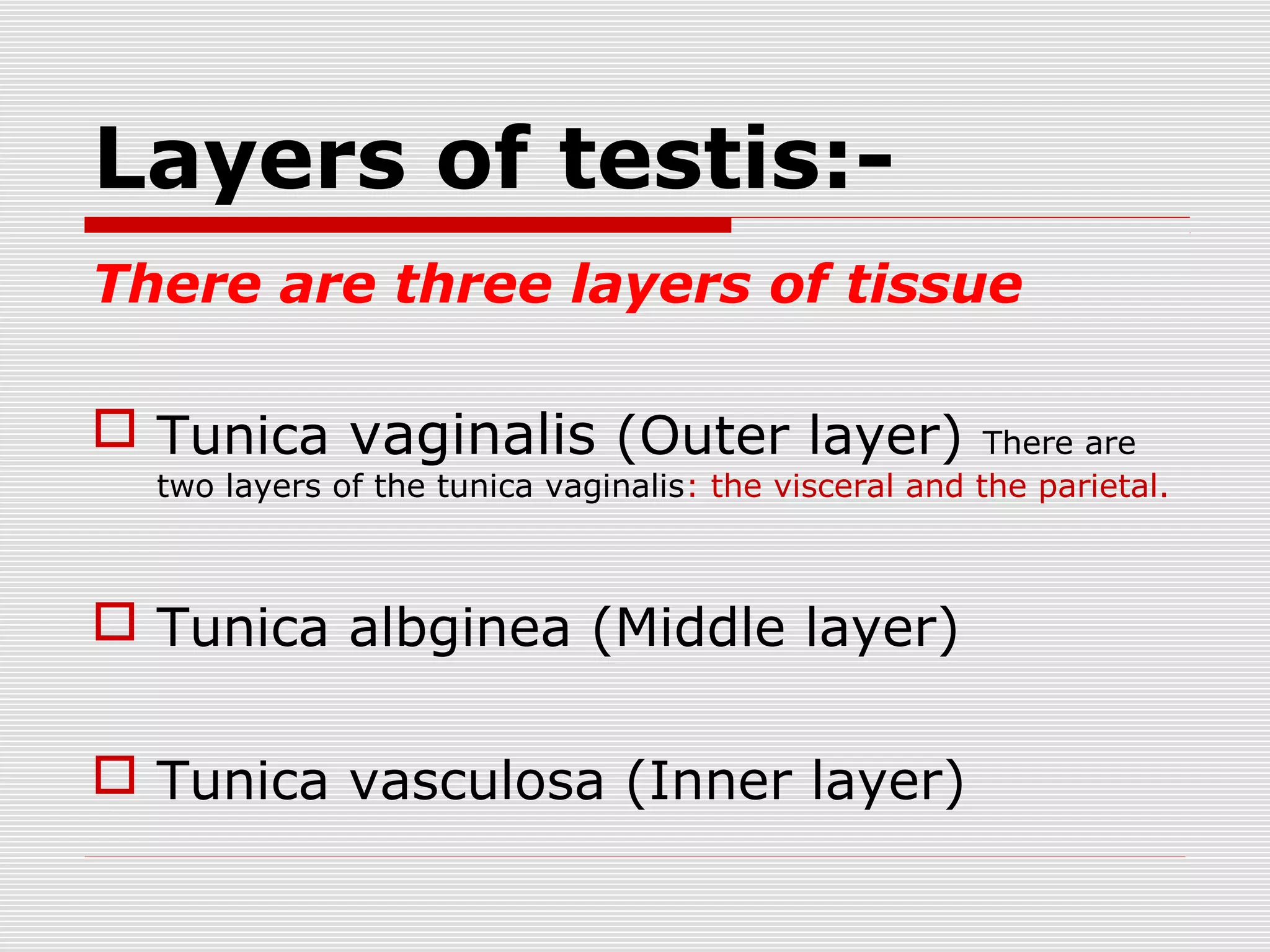 Male reproductive system | PPT