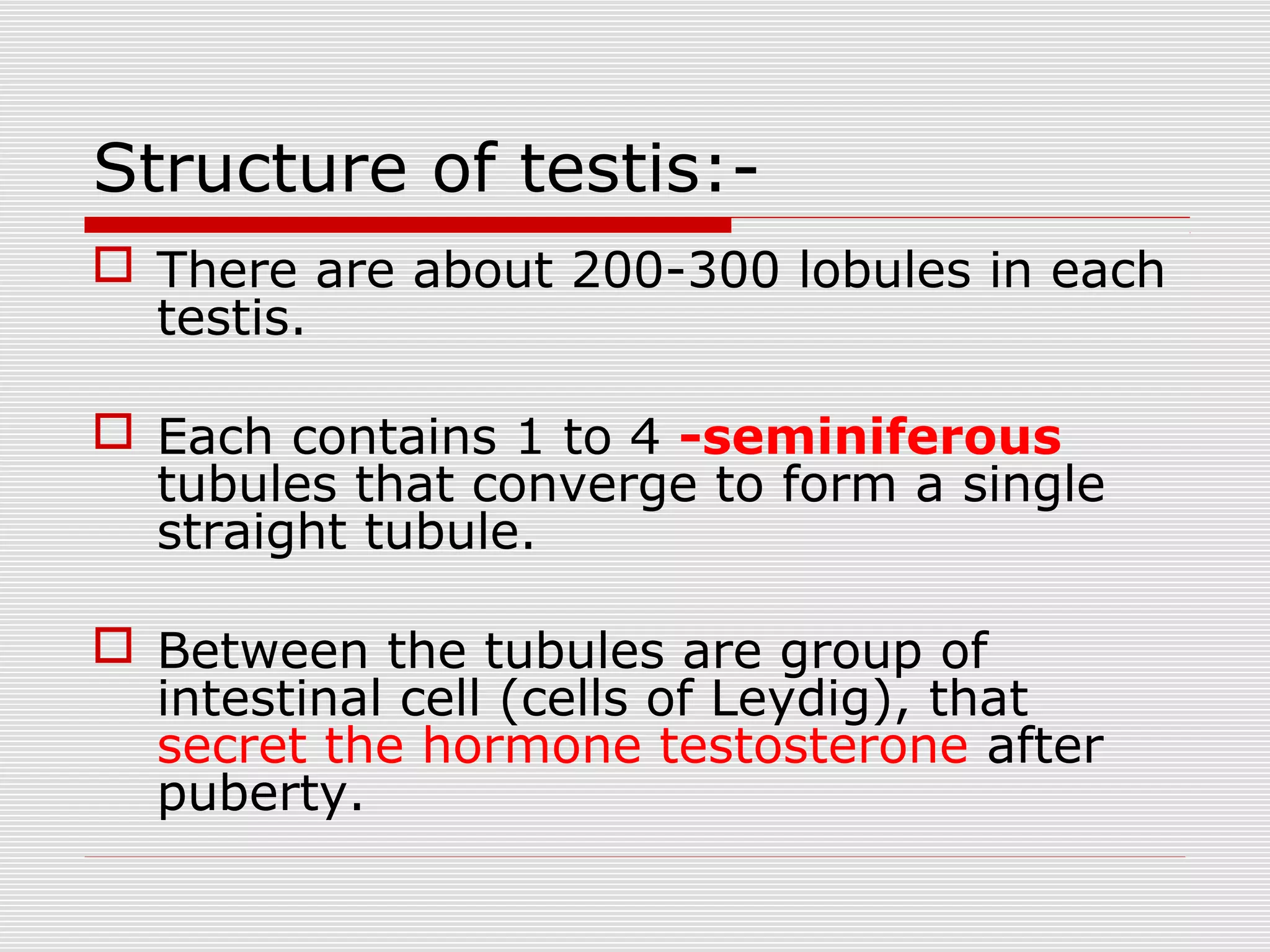 Male reproductive system | PPT