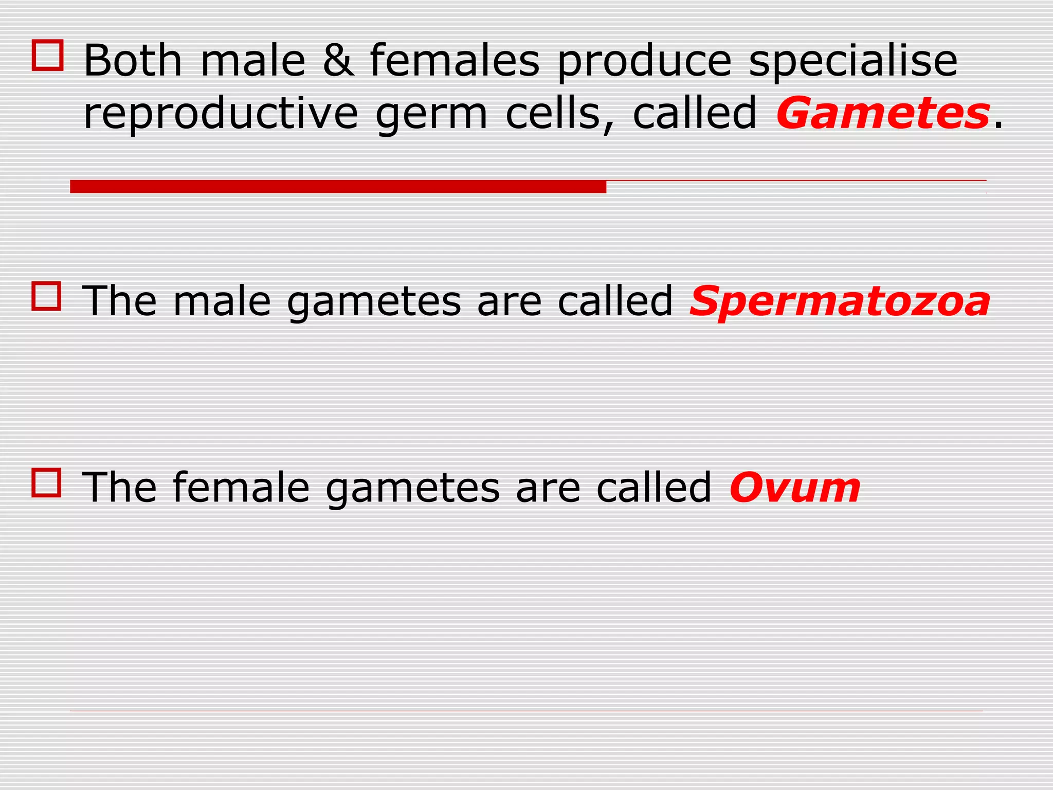 Male reproductive system | PPT