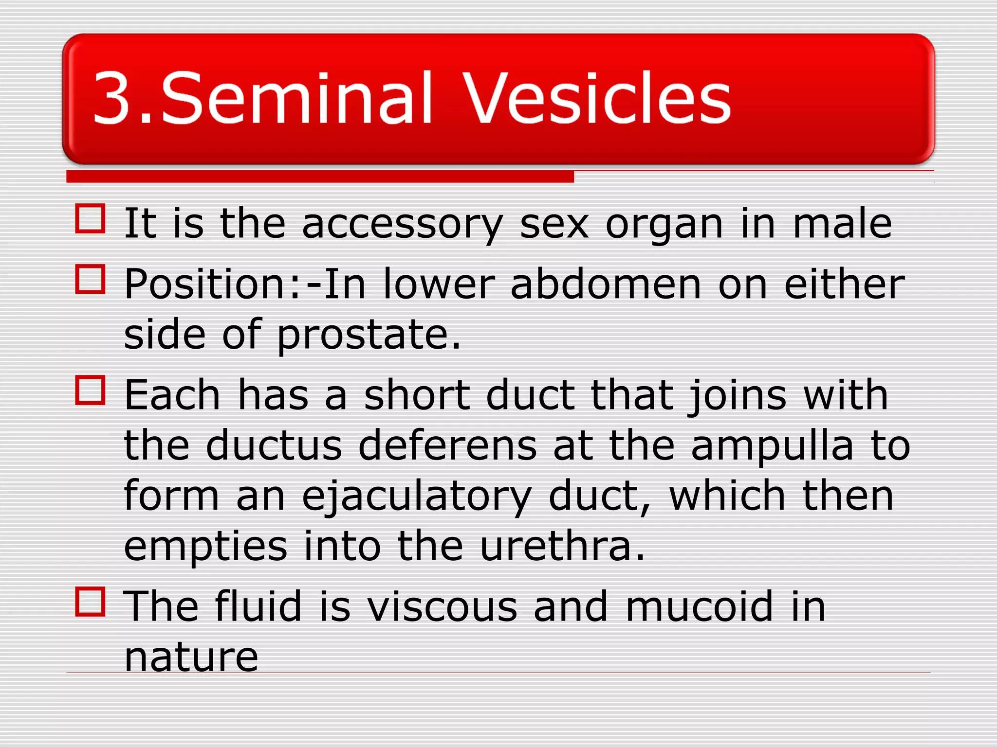 Male reproductive system | PPT