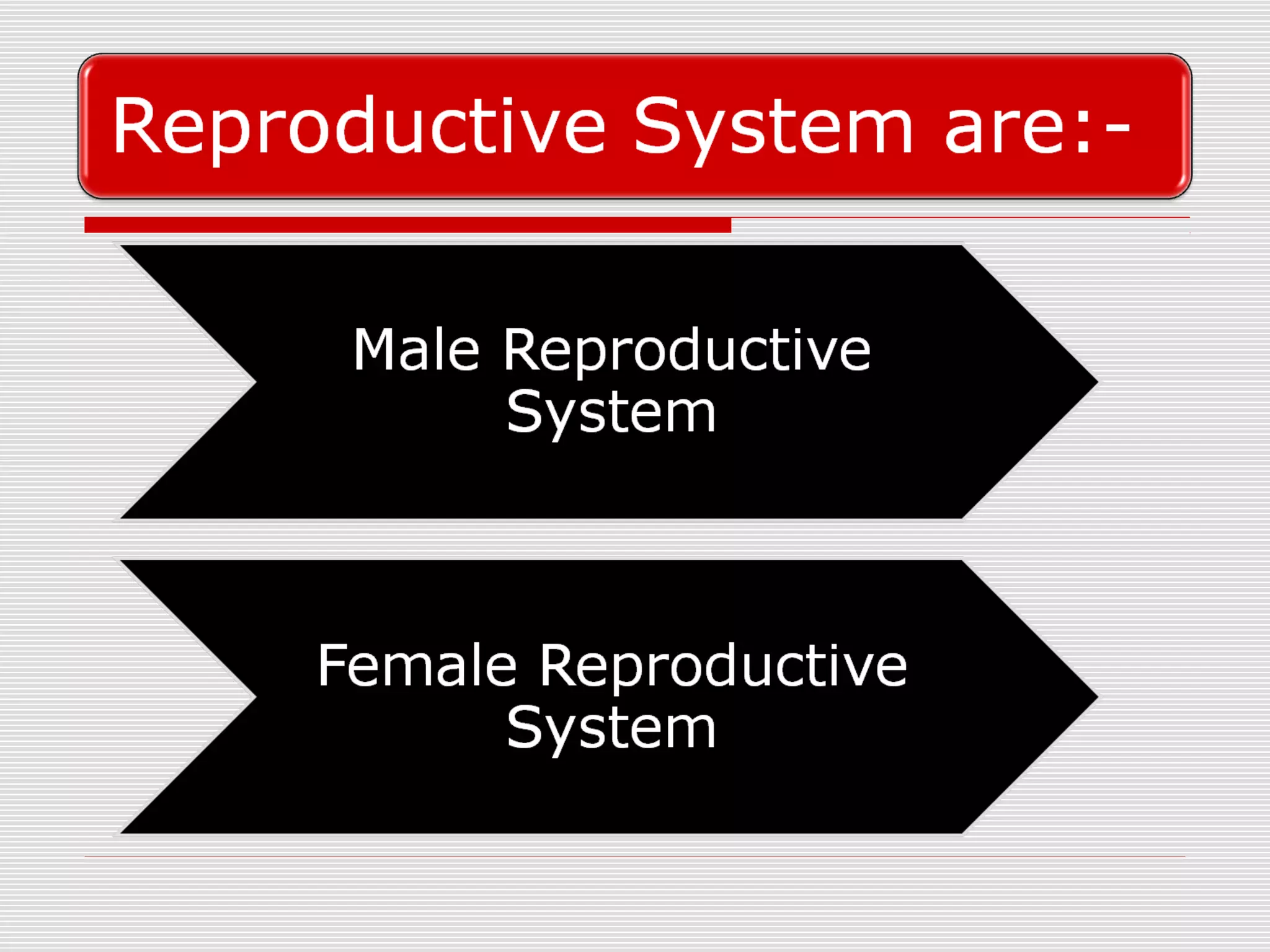 Male reproductive system | PPT