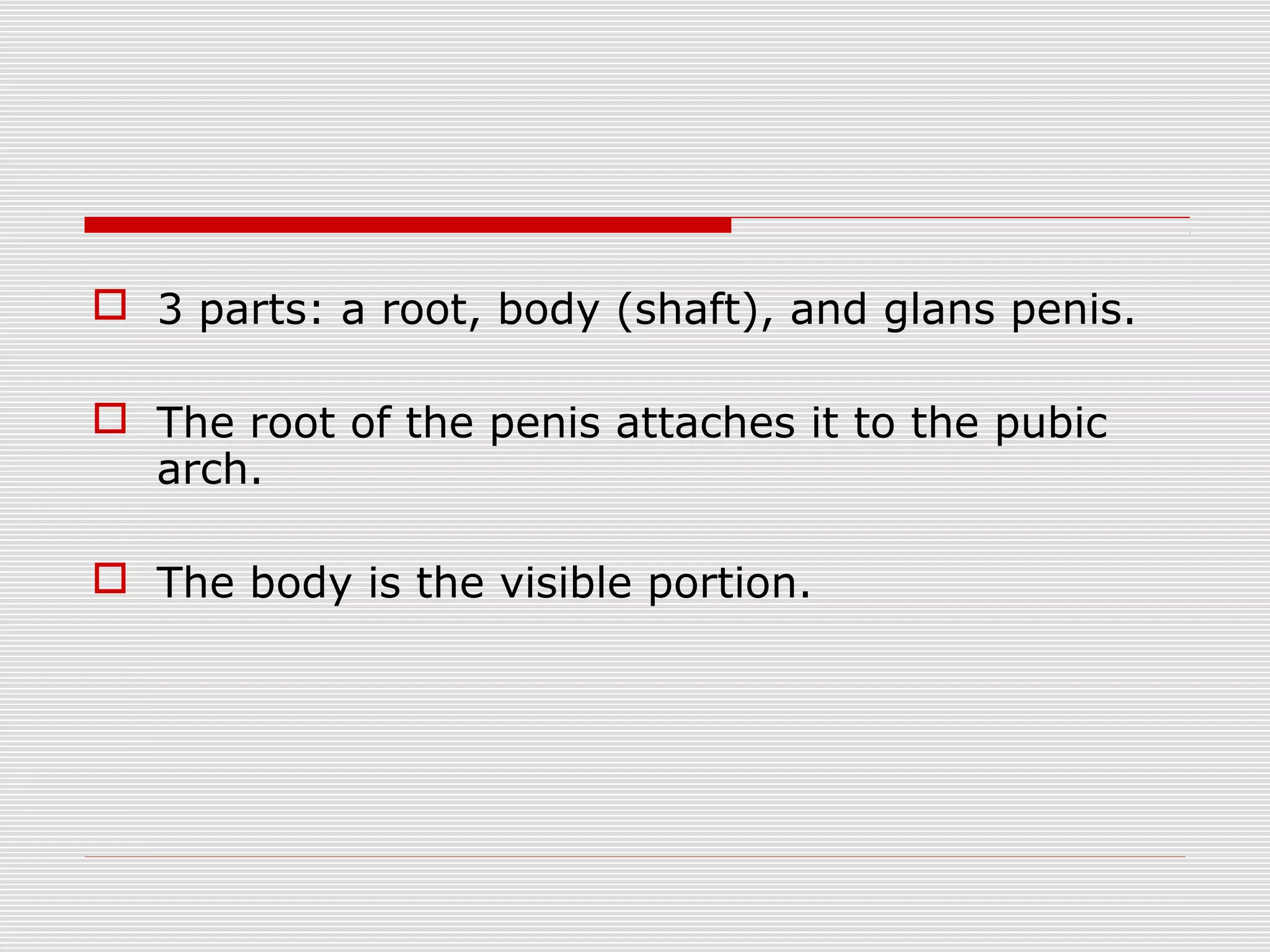 Male reproductive system | PPT