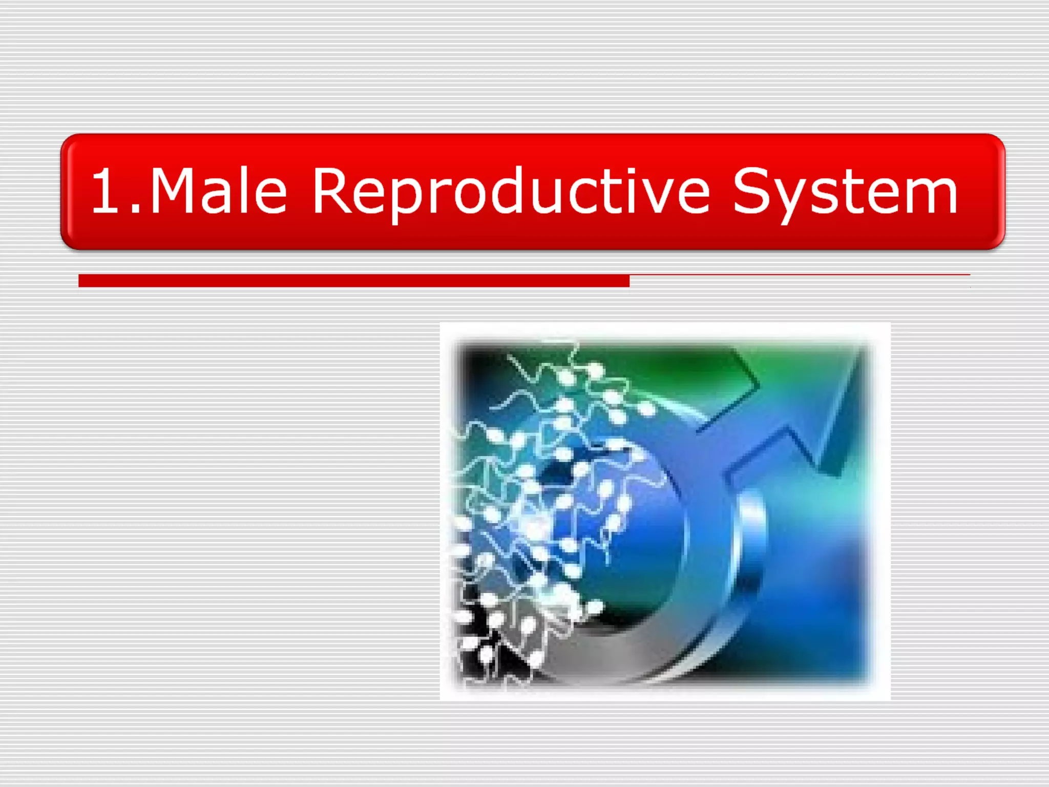 Male reproductive system | PPT
